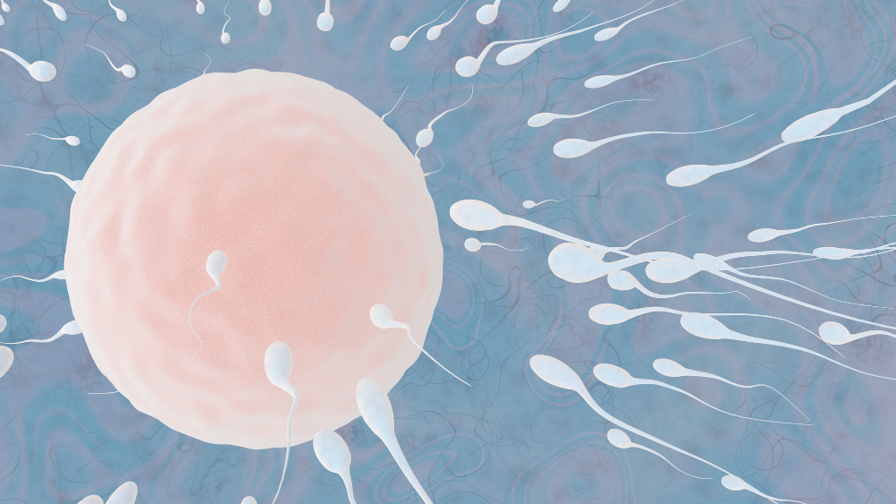 Folículo X Óvulo: Qual a diferença? - Clínica Genics